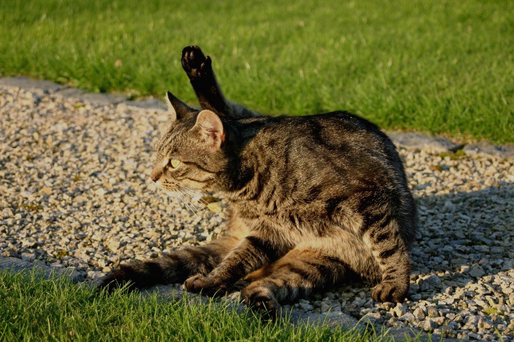 Minoe – europees korthaar – catnanny.be